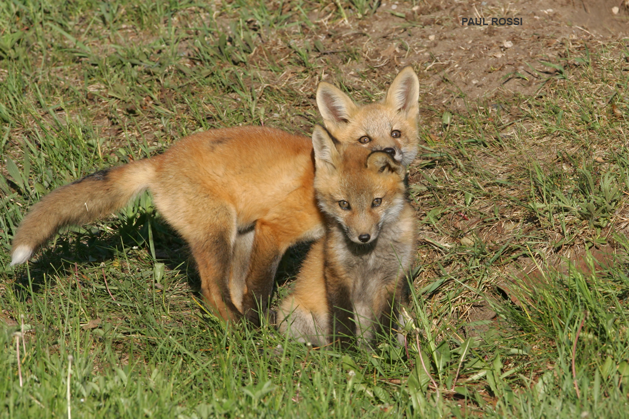 Foxes in Michigan’s Eastern Upper Peninsula