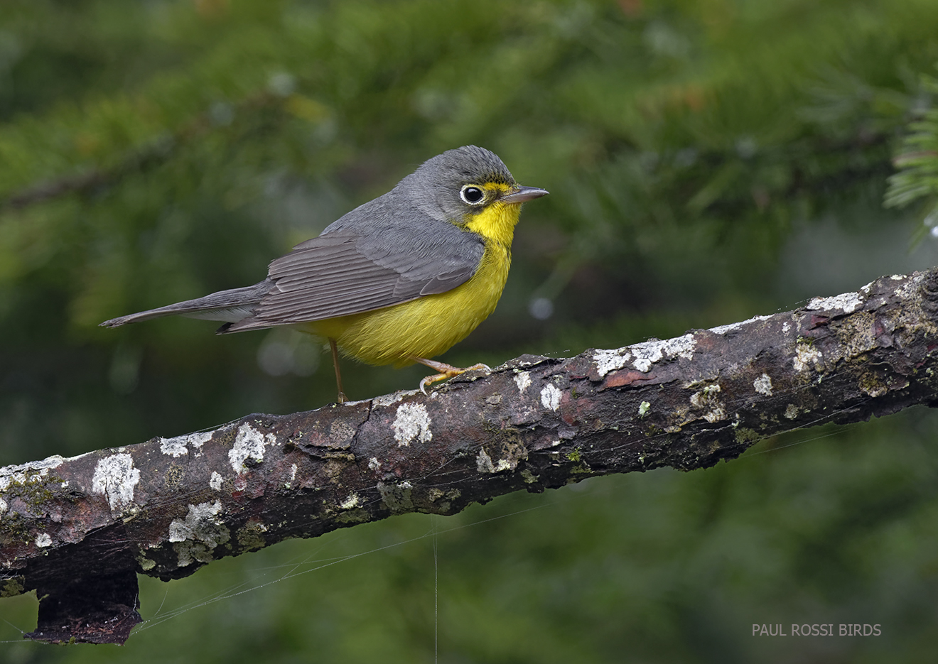 Spring Migration of Female Warblers in Michigan’s Eastern Upper Peninsula